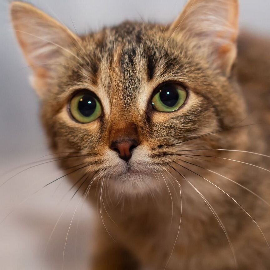 Кошечка ищет дом или передержку