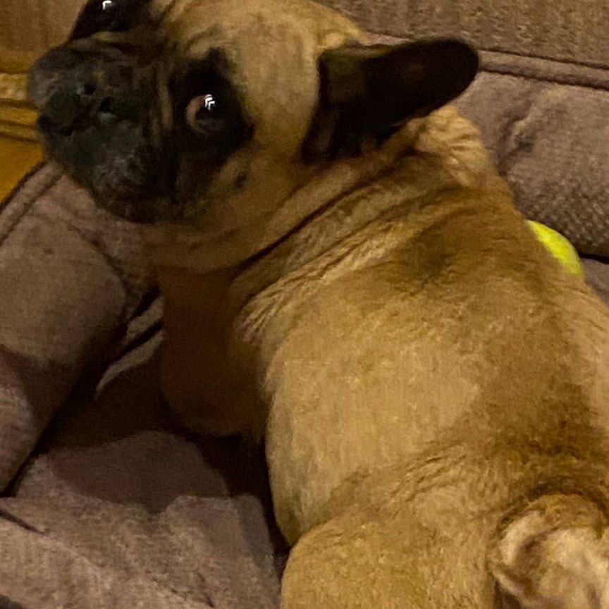 Французский бульдог в самые добрые руки