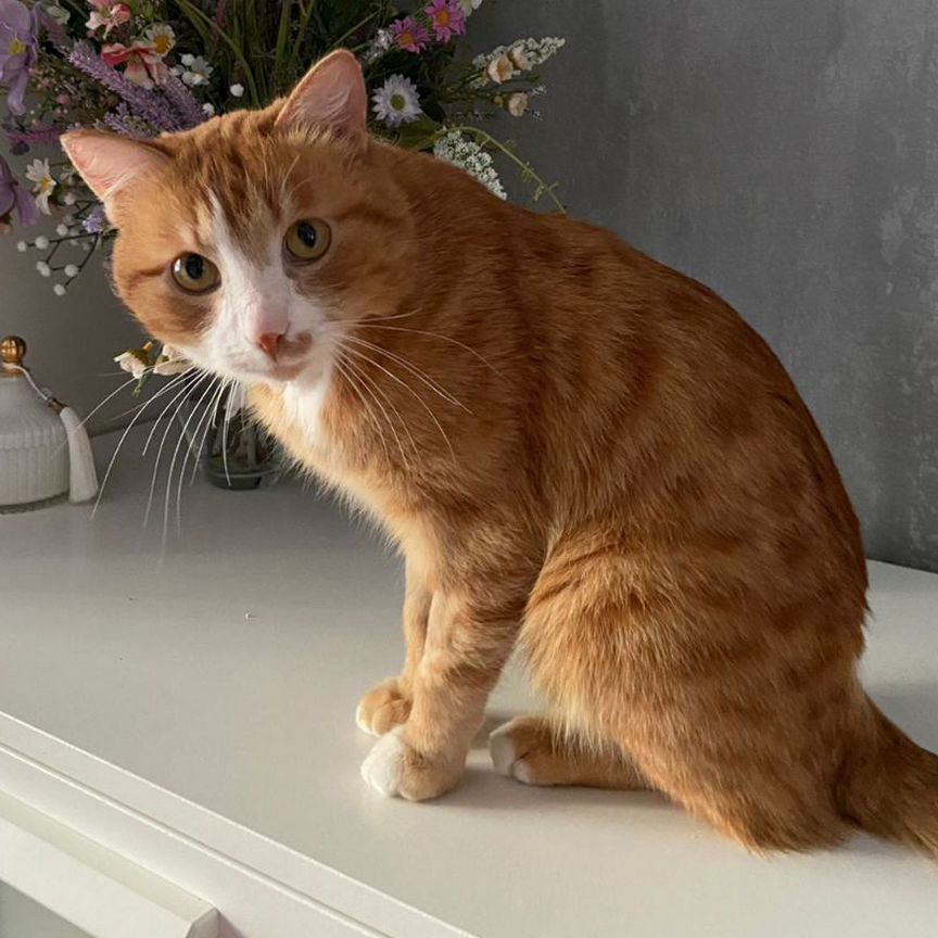 Взрослый кот в добрые руки