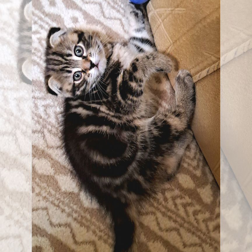 Шотландский вислоухий короткошёрстный котёнок