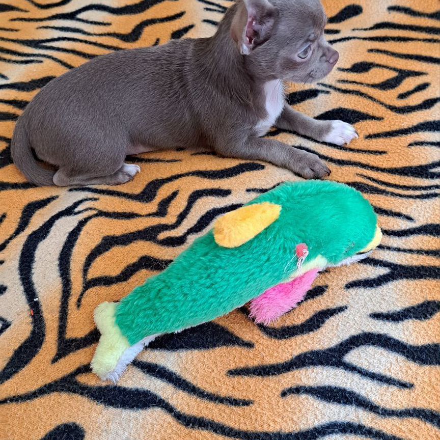 Щенки чихуахуа