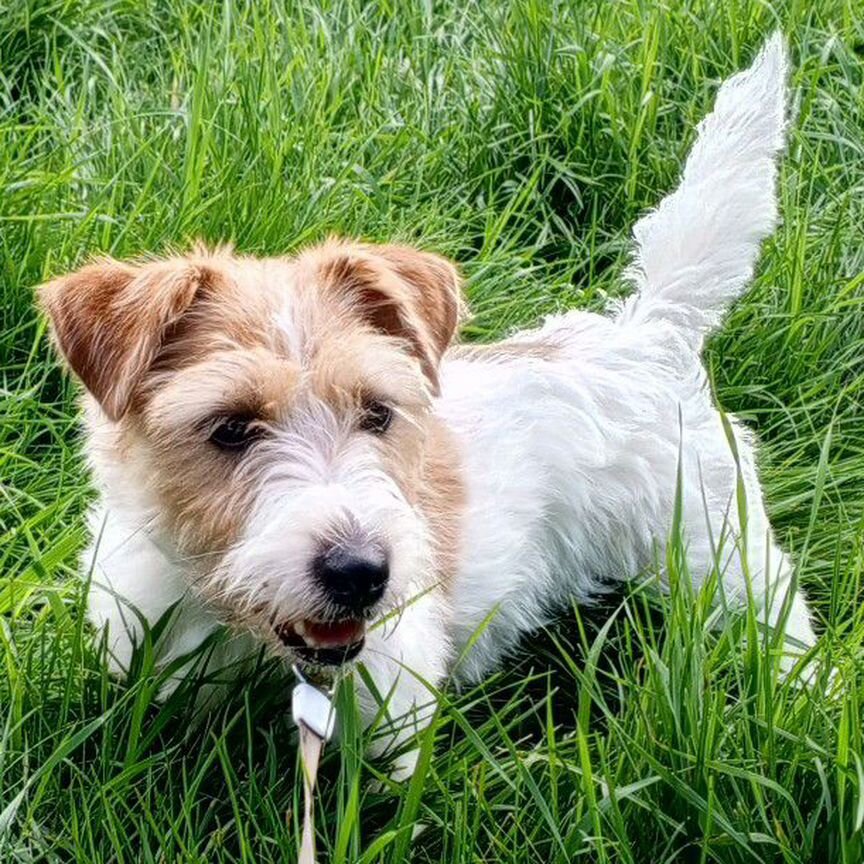 Джек-рассел-терьер, взрослая собака