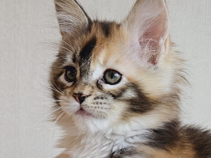 Котята мейн-кун