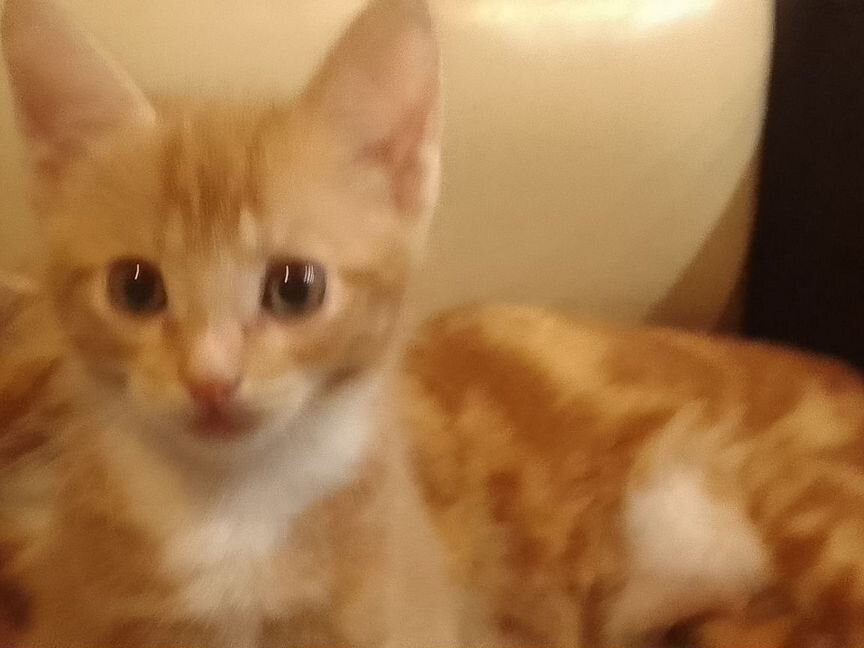 Продажа котят,помесь шотландской+бенгальской