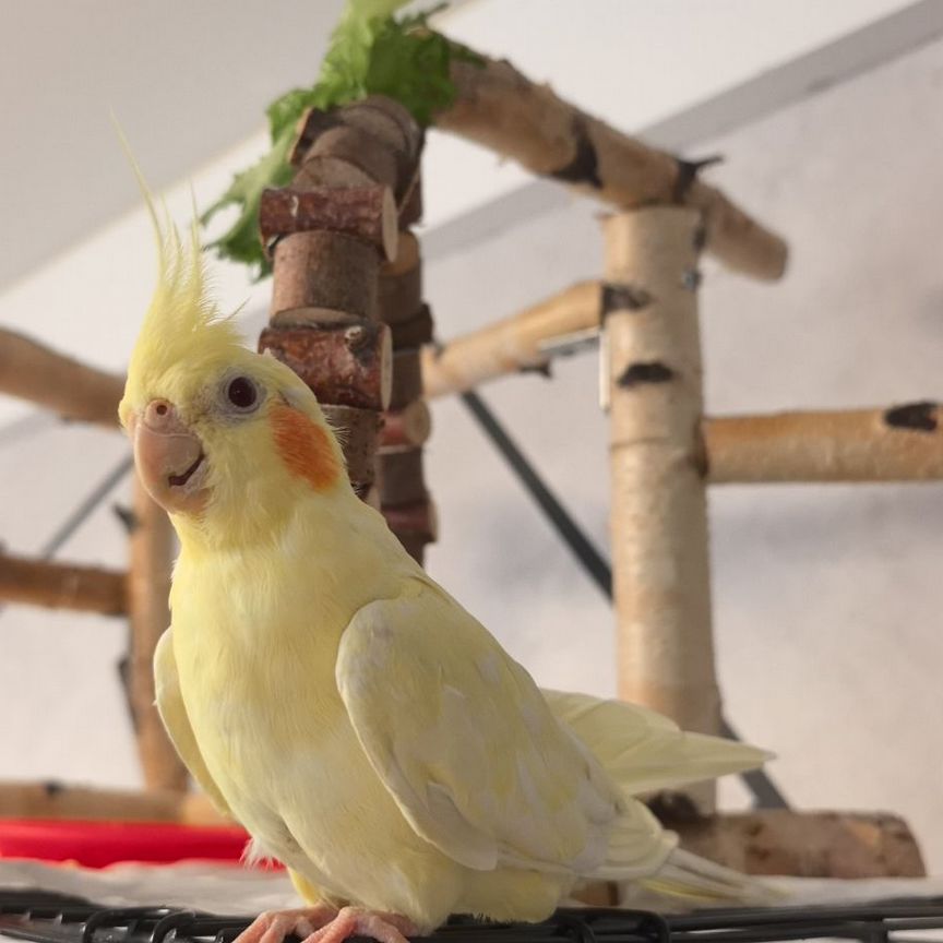 Попугай корелла