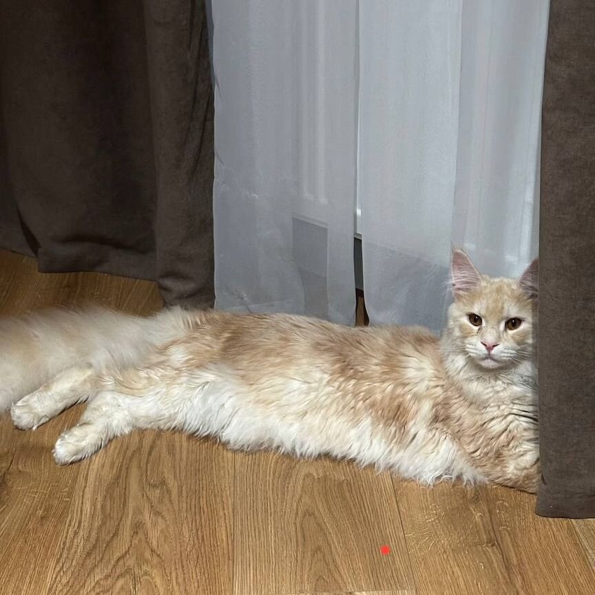 Кот Мейнкун в ответственные руки