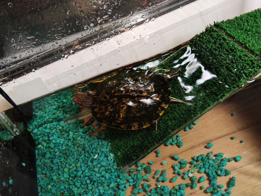 Красноухая черепаха с аквариумом