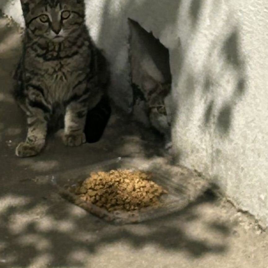 Котенок в добрые руки