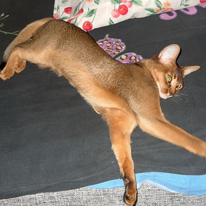 Абиссинский котёнок