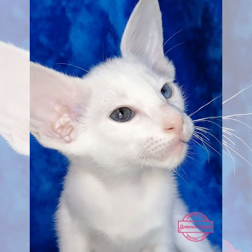 Ориентальные котята