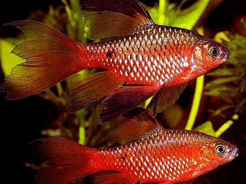 Огненный барбус