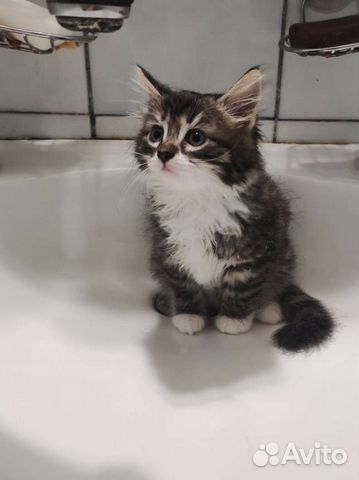 Сибирский кот, бесплатно