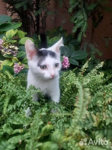 Очееь нежная кошечка-ребенок