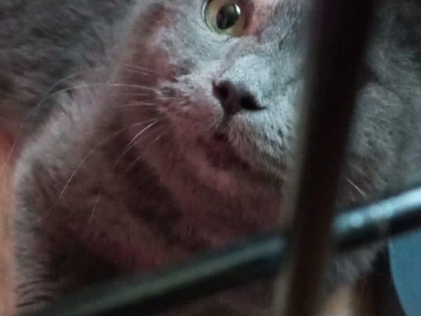 Котик Мишка