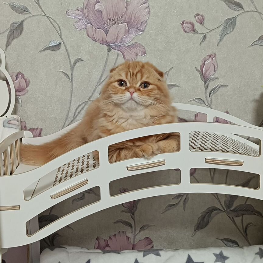 Шотландский вислоухий длинношёрстный котёнок