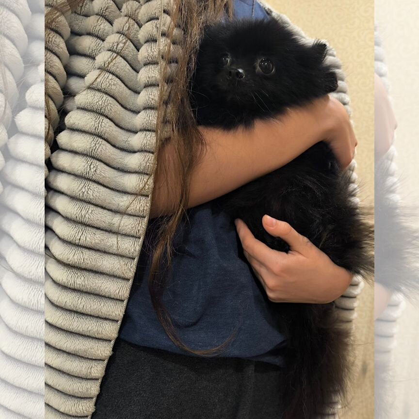 Померанский шпиц, взрослая собака