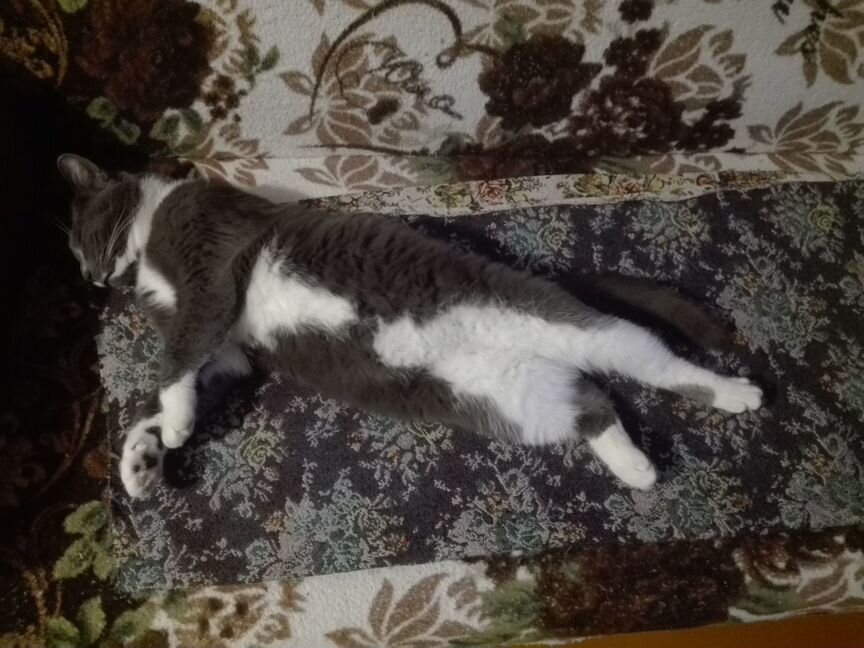 Отдам в добрые руки