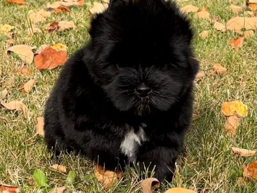 Чёрная йорочка пупсик