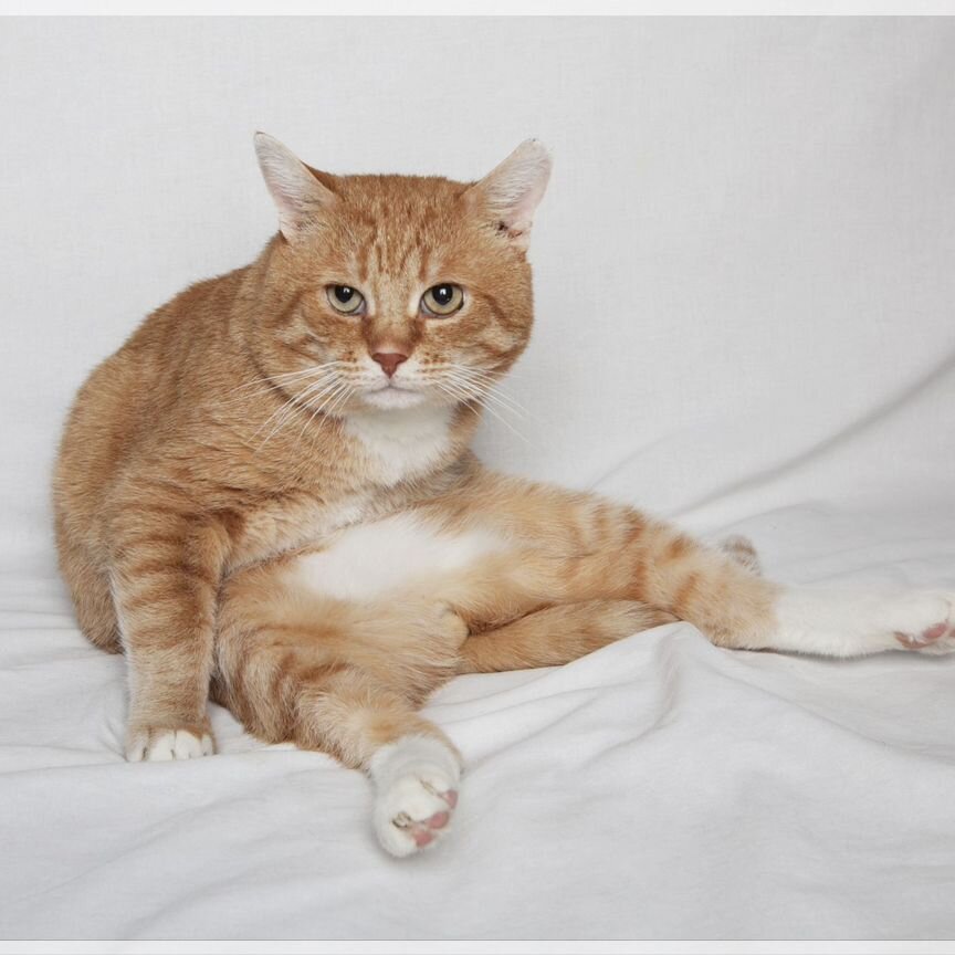 Взрослый кот в добрые руки