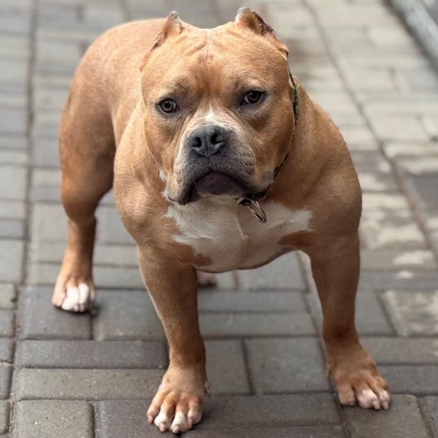 Американский булли, взрослая собака