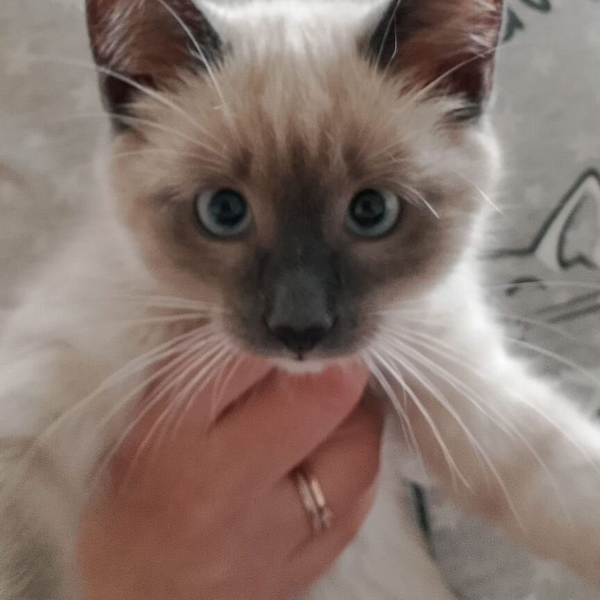 Котенок мальчик