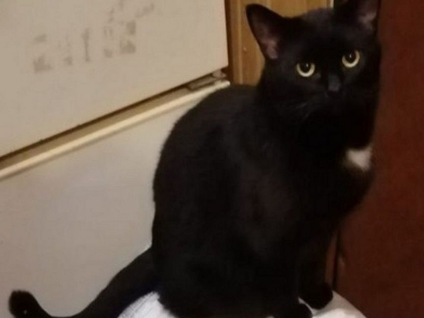 Котейки добрым хозяевам