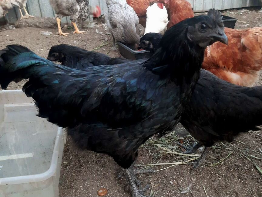 Петух Ухейилюй /куры