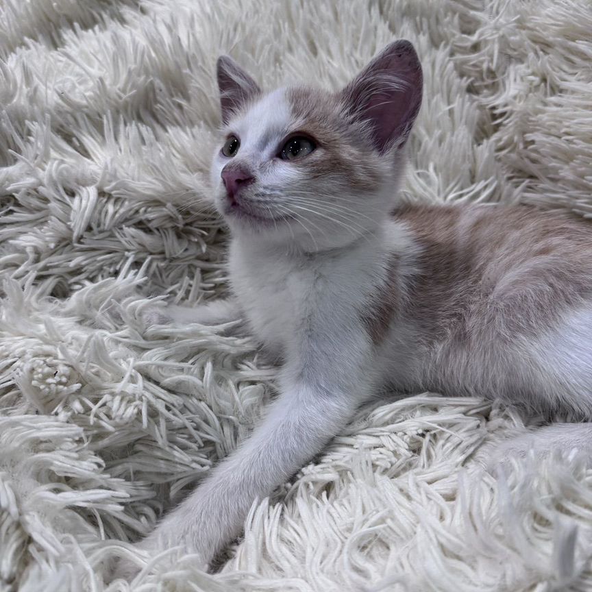 Котенок мальчик 2 месяца