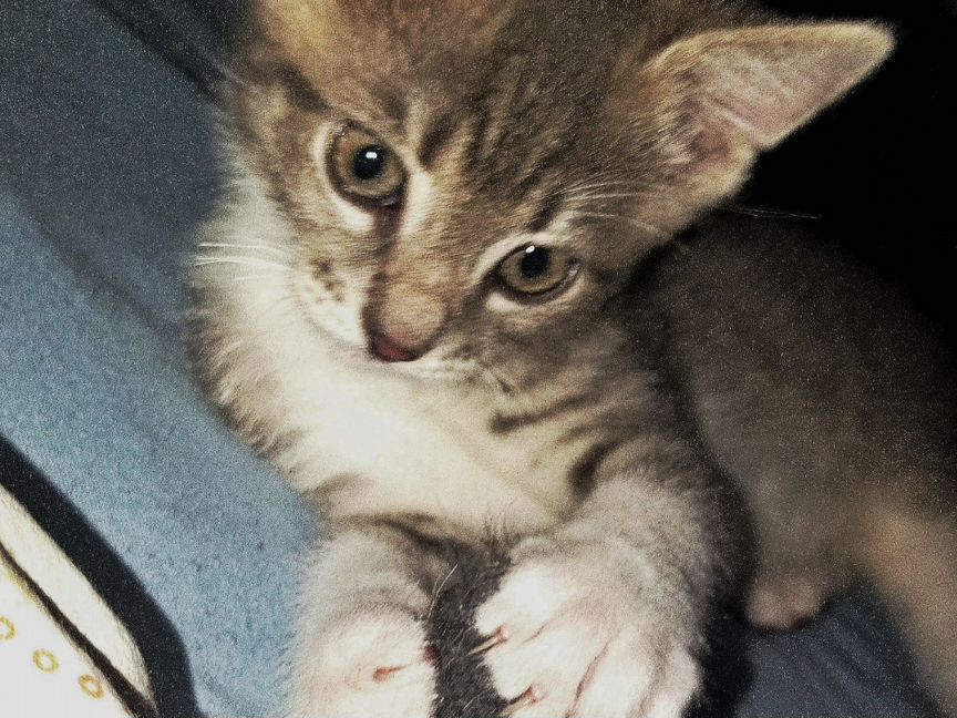 Котенок