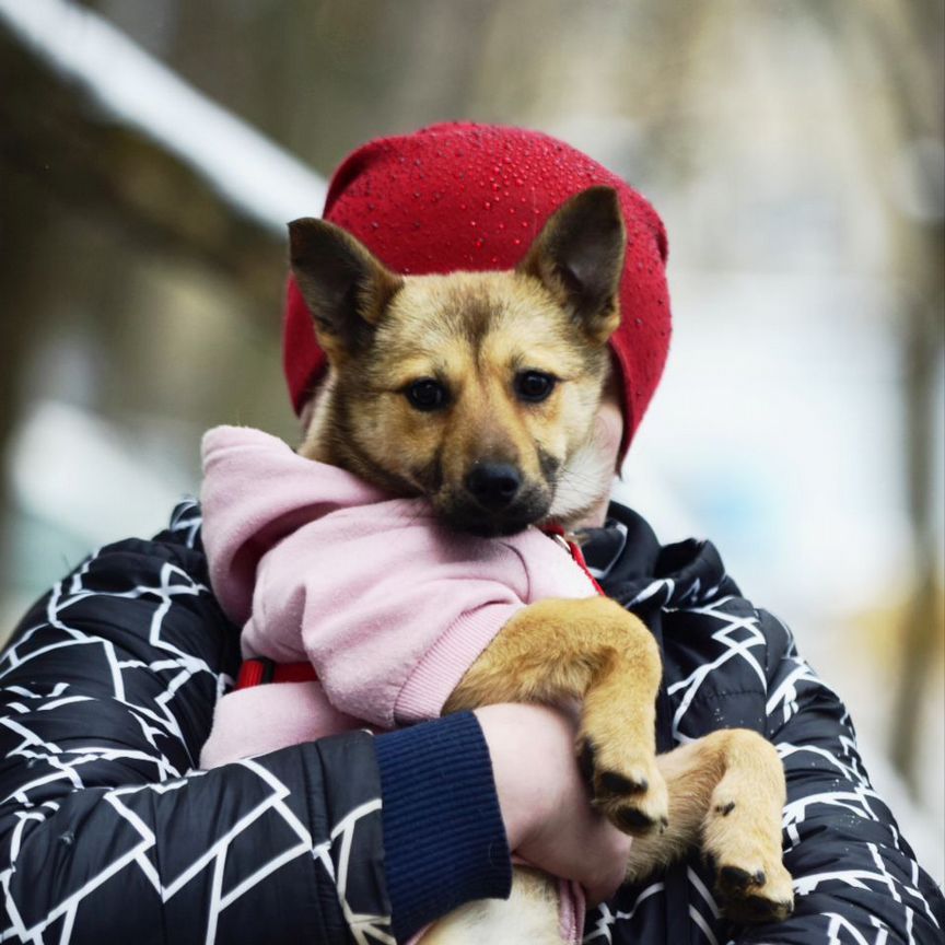 Стефочка ищет дом