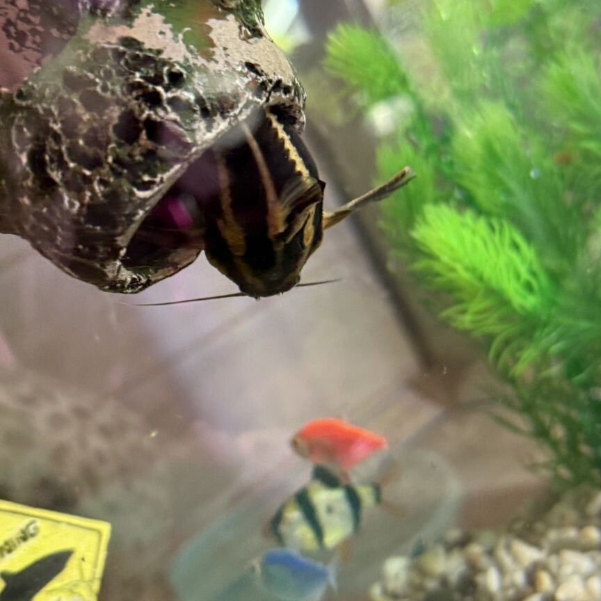 Сом в аквариум