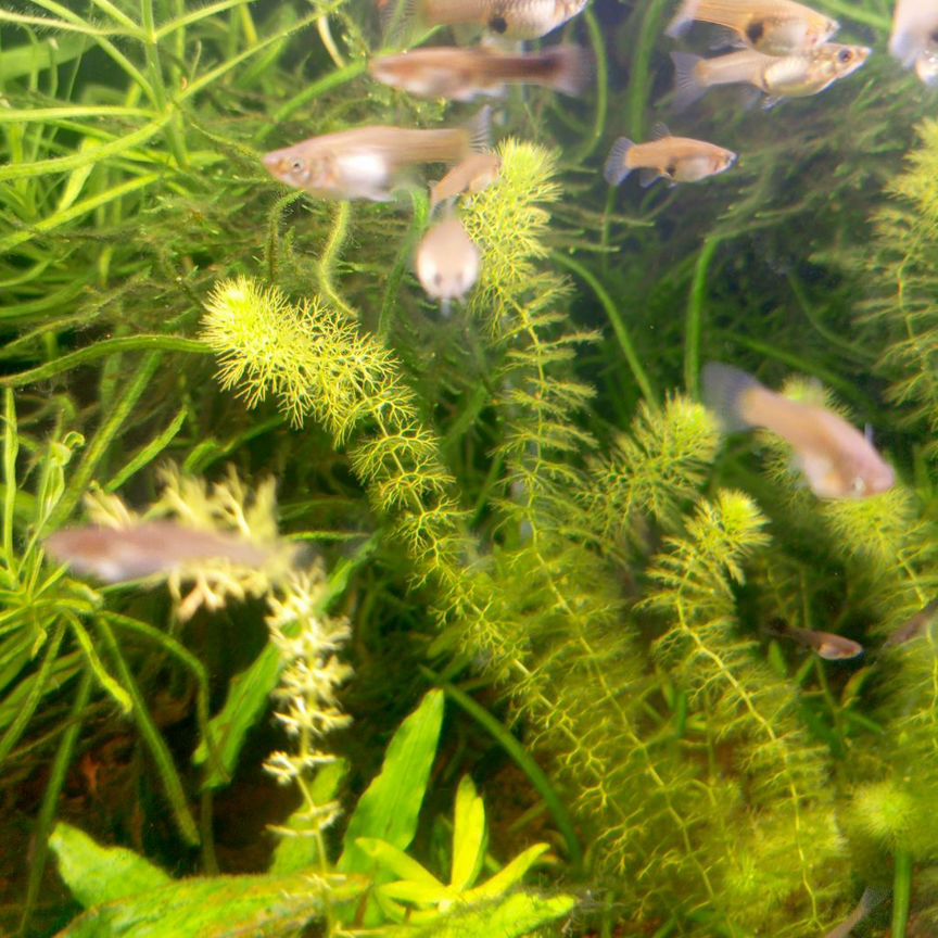 Самки Гуппи подростки