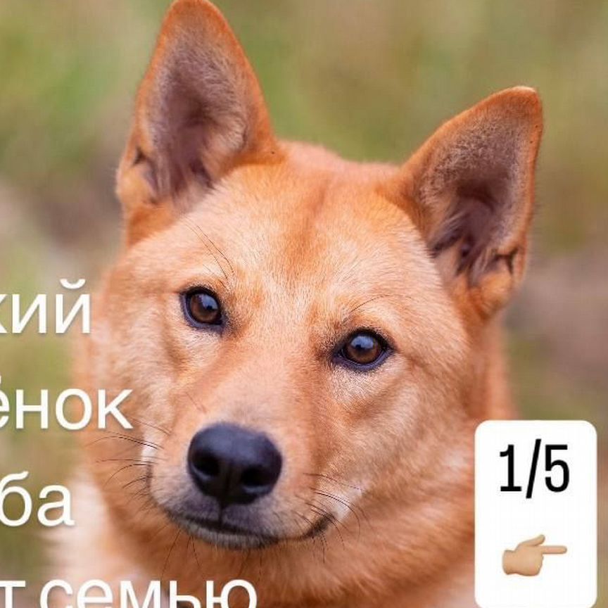 Взрослый пёс в добрые руки