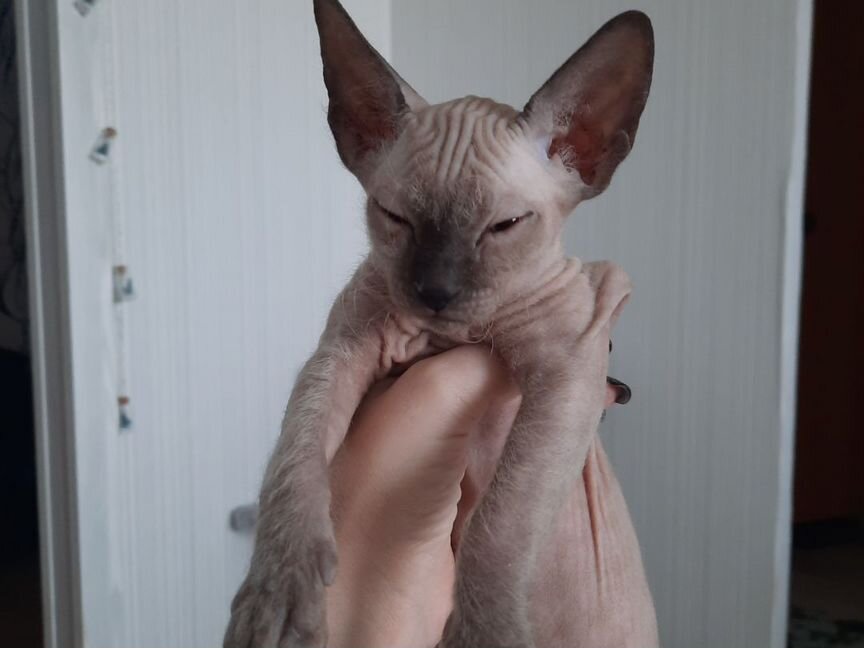 Донской сфинкс котенок