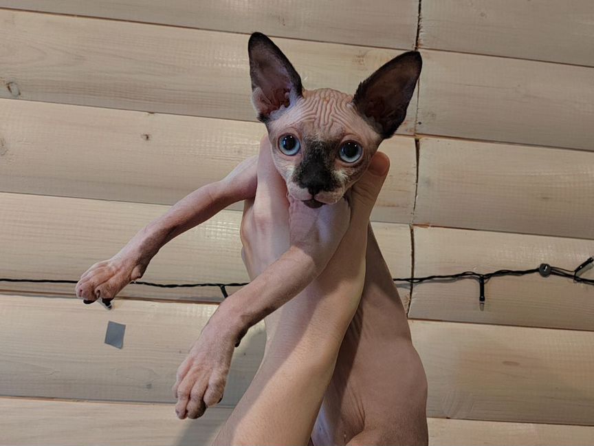 Канадский сфинкс девочка