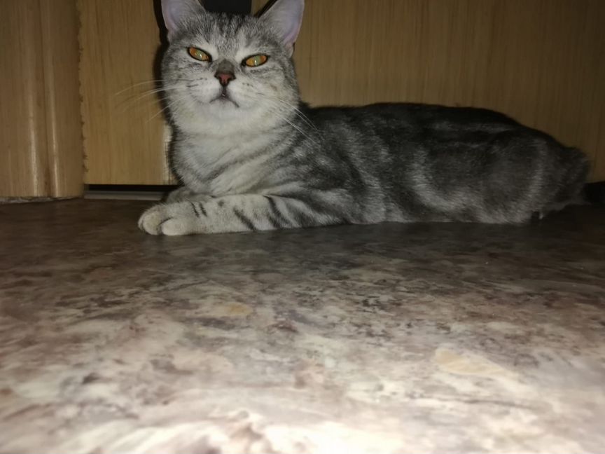 Кошечка в добрые руки