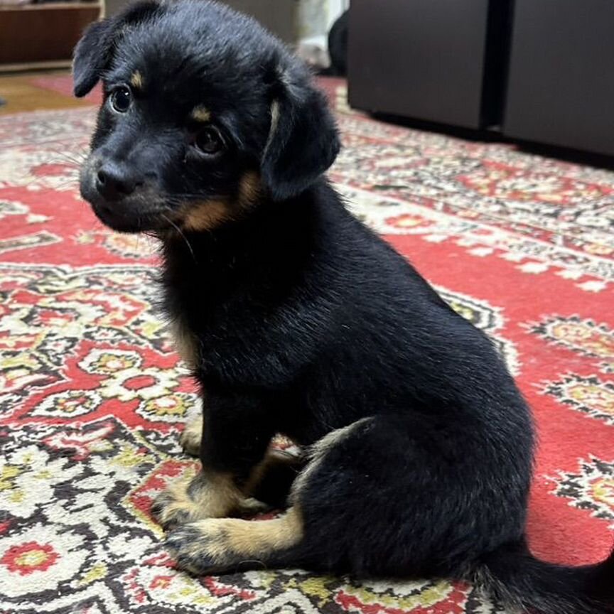 Померанский шпиц, щенок