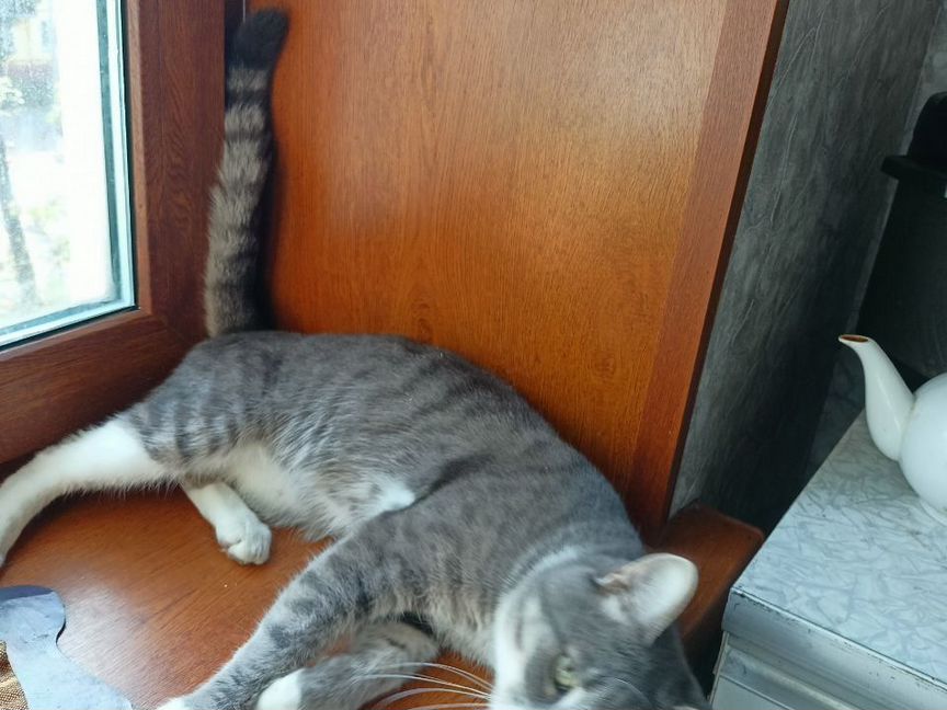 Кот