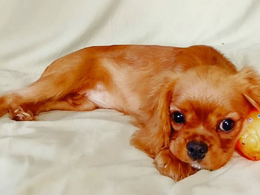 Кавалер кинг Чарльз спаниель