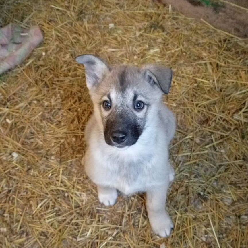 Щенок в добрые руки