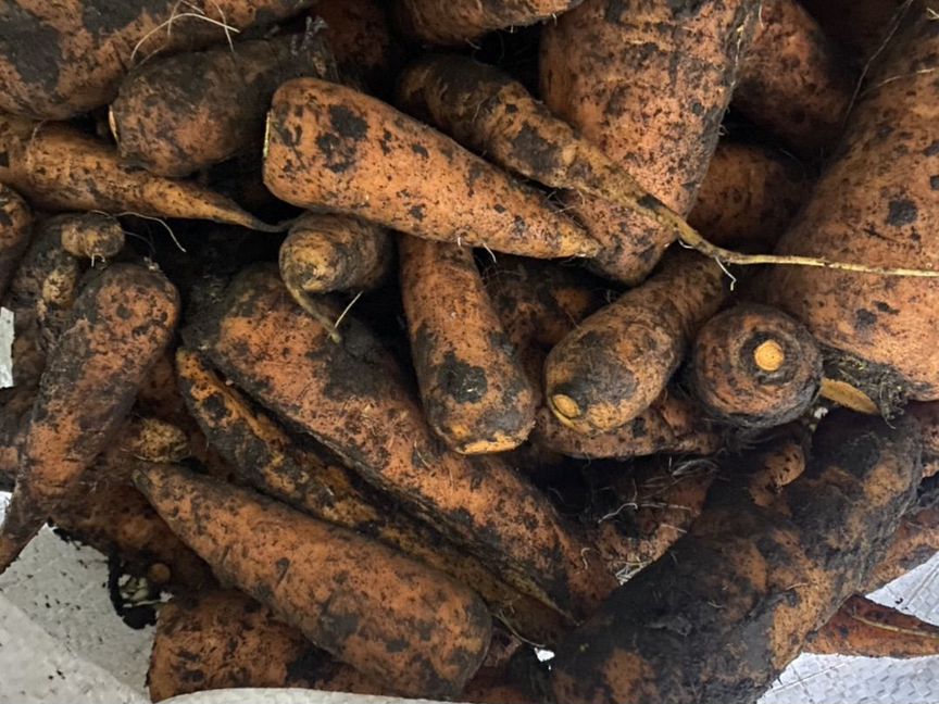 Продам мелкую морковь, некондиция
