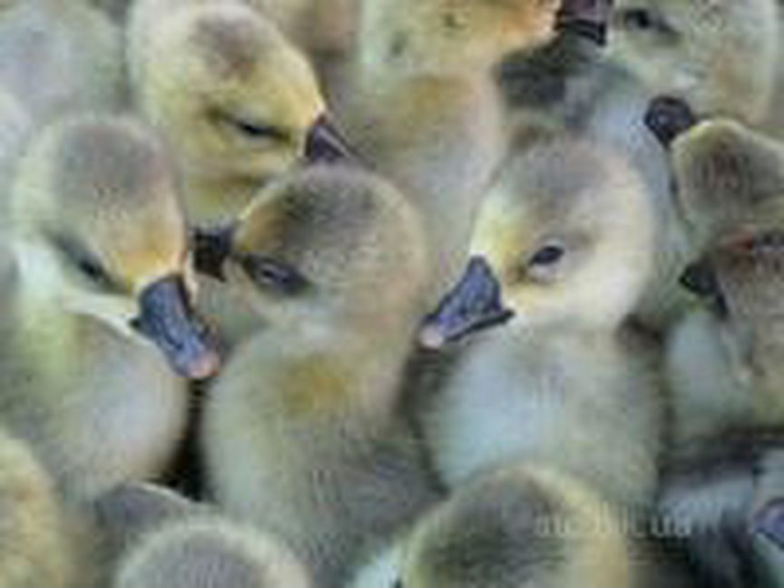 Недельные гуси, гусята