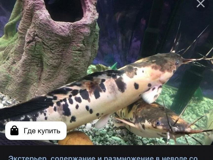 Живая рыба сом