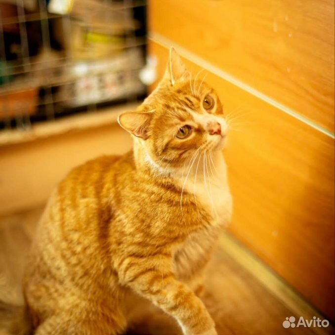 Котик по имени Шафранчик ищет дом