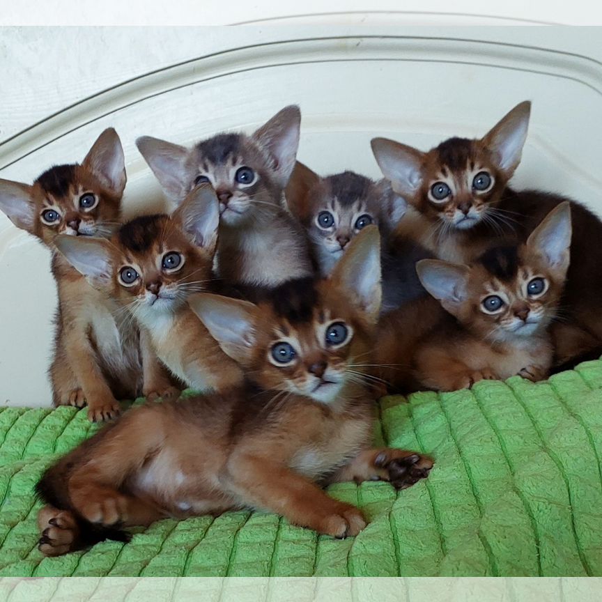 Абиссинские котята