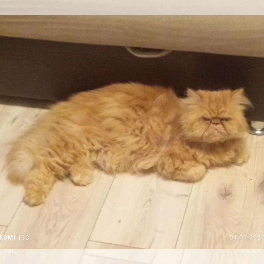 Персидский, взрослый кот