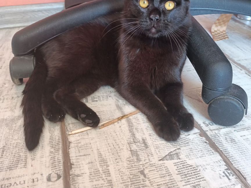 Кот котик черный красавец
