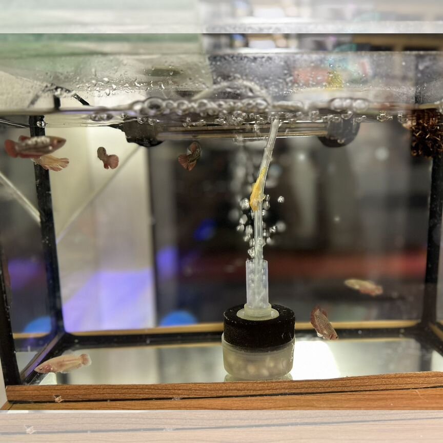 Аквариумные рыбки разные види