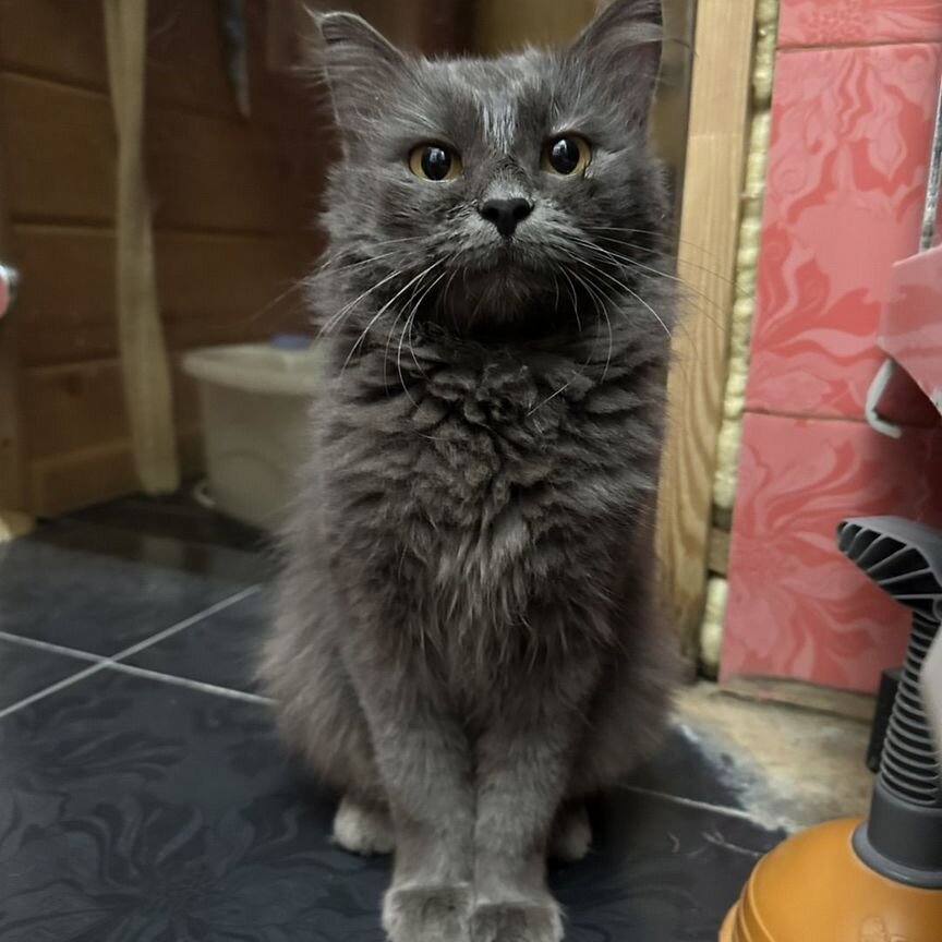 Найдена кошка