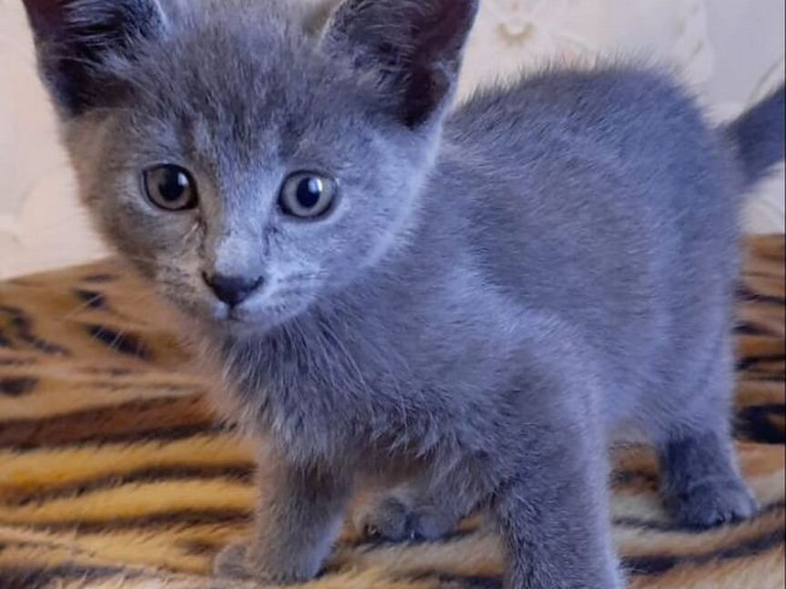 Котенок в добрые руки